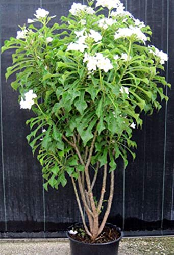 Plumeria pudica Flower Live Plant For Pot Garden : Amazon.in: Garden ...