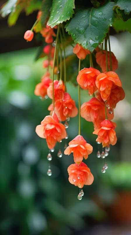 Ritz Farming® Weeping begonia flowers bulbs | begonia orange flower ...