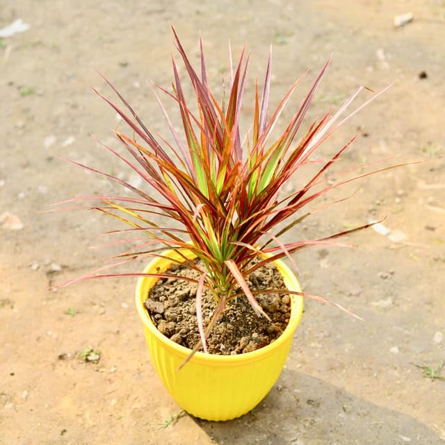 Dracaena Colorama Red in 8 Inch Plant Yellow Premium Lotus Plastic Pot ...