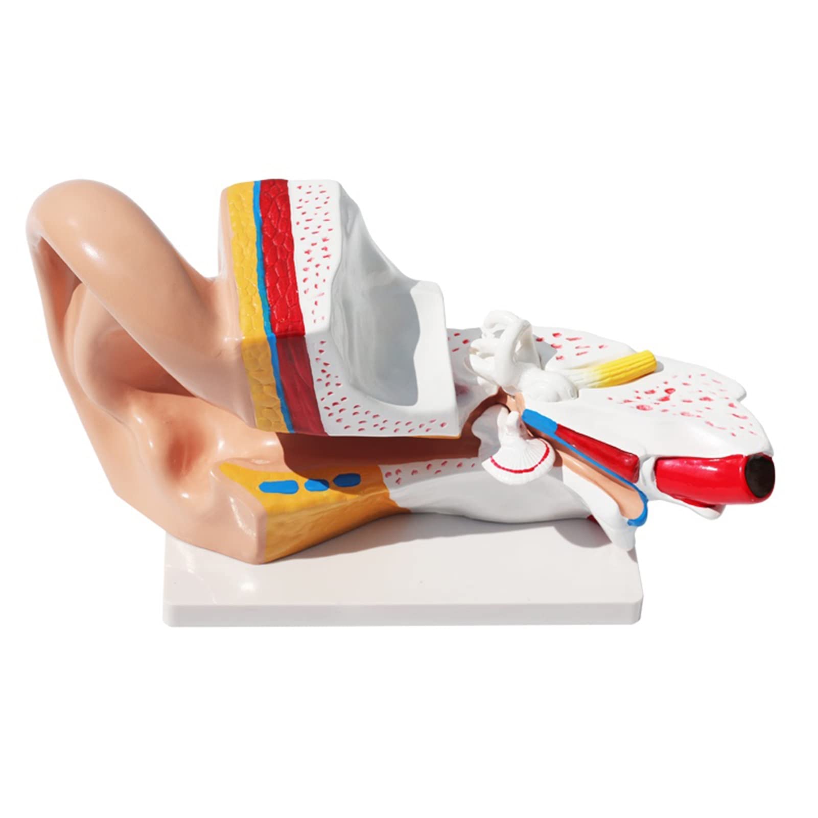 Buy LiRuiPengBJ Human Ear Model, Professional Ear Simulation Model, 3 X ...