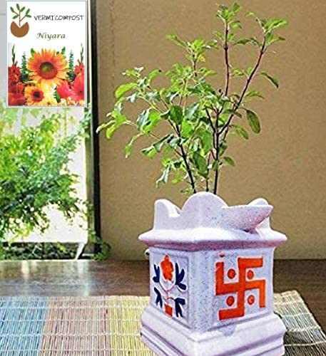 Niyara Ceramic tulsi Pot Design Color White Size 9inches : Amazon.in ...