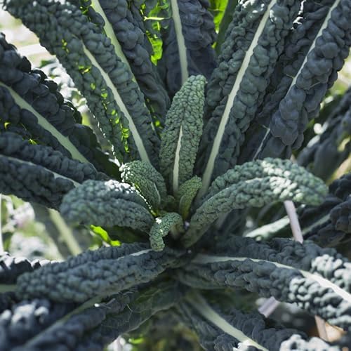 PREMIER SEEDS DIRECT - Kale - Nero DI Toscana - Black Tuscan - 4.5 gm ...