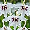 Amazon.com : Amazing Deal - Complete Spring & Summer 100 Bulbs - Garden ...
