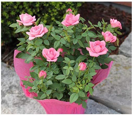 Zomoloco_Rose PlantNatural Pink Minichar Rose Flower Live/Original ...