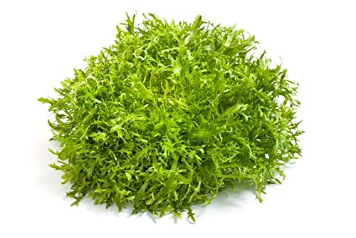 Amazon.com : Frisee Baby, 1 Count : Grocery & Gourmet Food