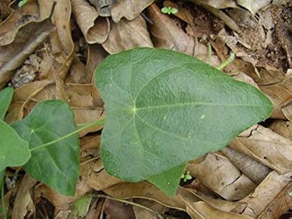 Mphmi Raj Patha - Plant : Amazon.in: Garden & Outdoors