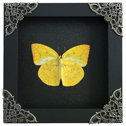 Amazon.com: Real Death Head Moth Frame Bug Insect Taxidermy Cicada ...