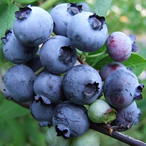 M-Tech Gardens Rare European Bush Blueberry" Bluejay" Exotic Blueberry ...