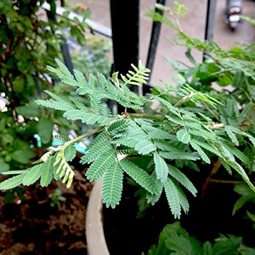Prosopis Cineraria (Khejari Tree) : Amazon.in: Garden & Outdoors