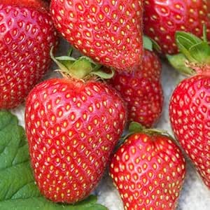 Amazon.com : GURNEY'S - All Star Strawberry Fragaria Dormant Bare Root ...