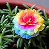 NooElec Seeds India 50+ Seeds- Rainbow Portulaca Flower Seeds For Home ...