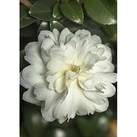 Amazon.com : October Magic Ivory Camellia (2.5 Quart) Flowering ...