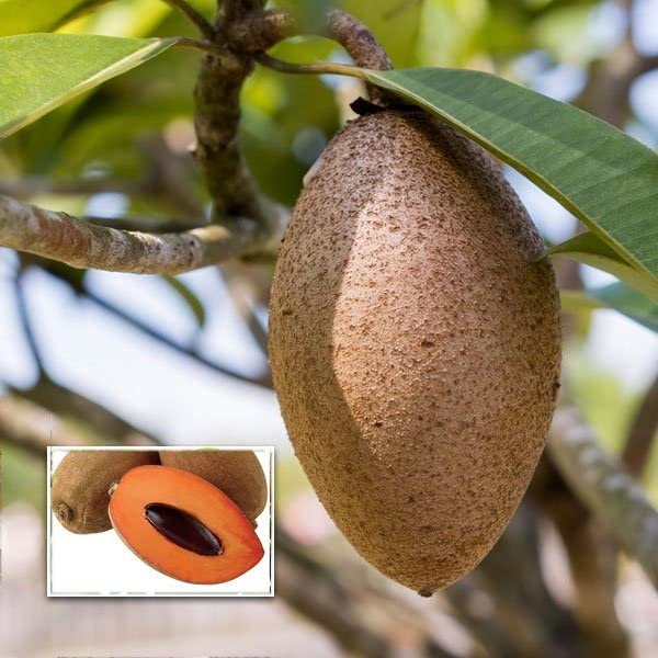 Online plant bazar Chikoo Thai Long variety Sapota Fruit Grafted Live ...