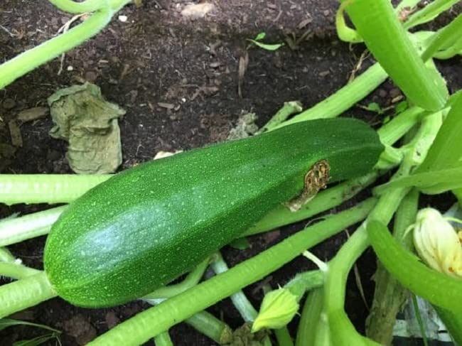 Hybrid Zucchini Squash Vegetable Seeds For Home Garden-Pack of 10 Seeds ...