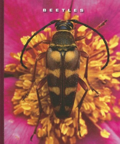 Beetles (The World of Insects): Lockwood, Sophie: 9781592968190: Amazon ...
