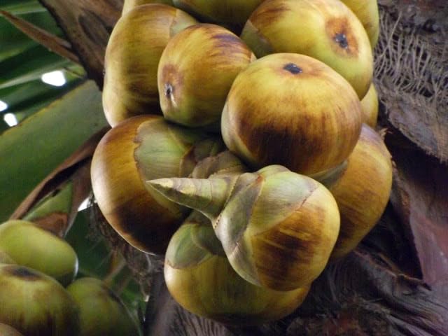 MERLI HERBS Palmyra Palm/Borassus Flabellifer/Panai Maram Live Plant ...