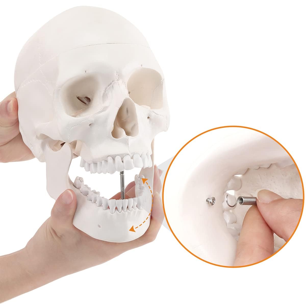 Snapklik.com : SKUMOD Life Size Human Skull Model, Replica Realistic ...