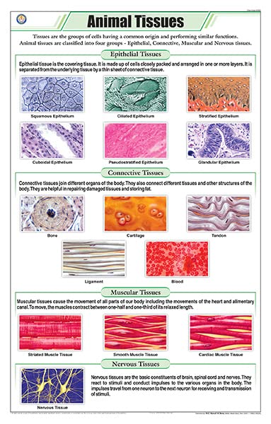 Epithelial Tissue Types Chart
