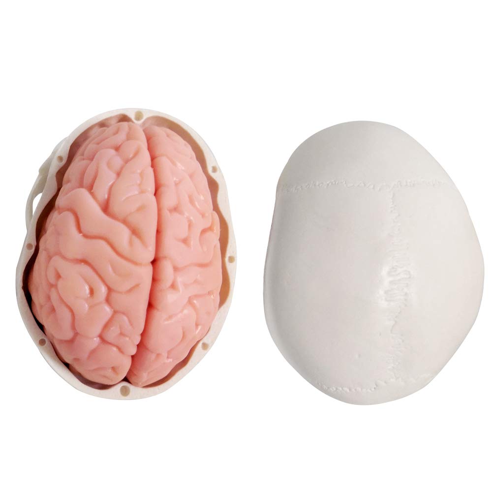 Newest Miniature Human Skull Model,3 Part With 2-Part Human Brain;Half ...