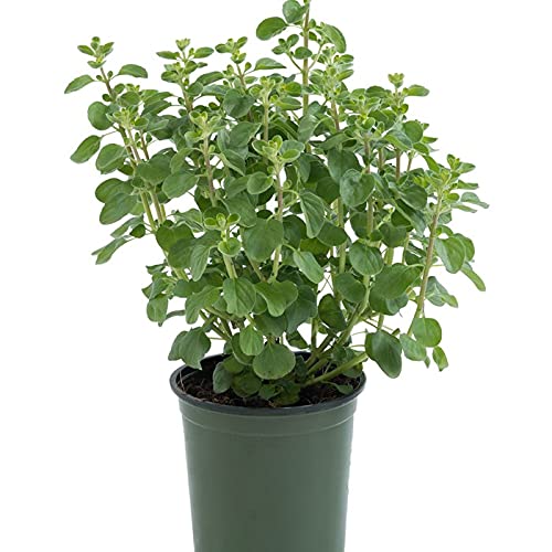 Stamen Davanam- Davana- Artemisia Pallens Plant With Pot : Amazon.in ...