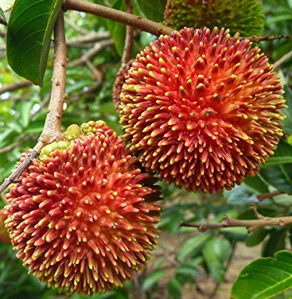 ROYAL LAND Tropical Fruit Plant - Sweet Rare Pulasan Dwarf Plant - 2 ...