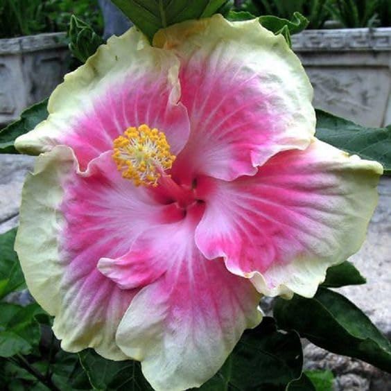 Florona Rare Chemparathi Plant Exotic Hibiscus ' Pink White ' 1 Healthy ...