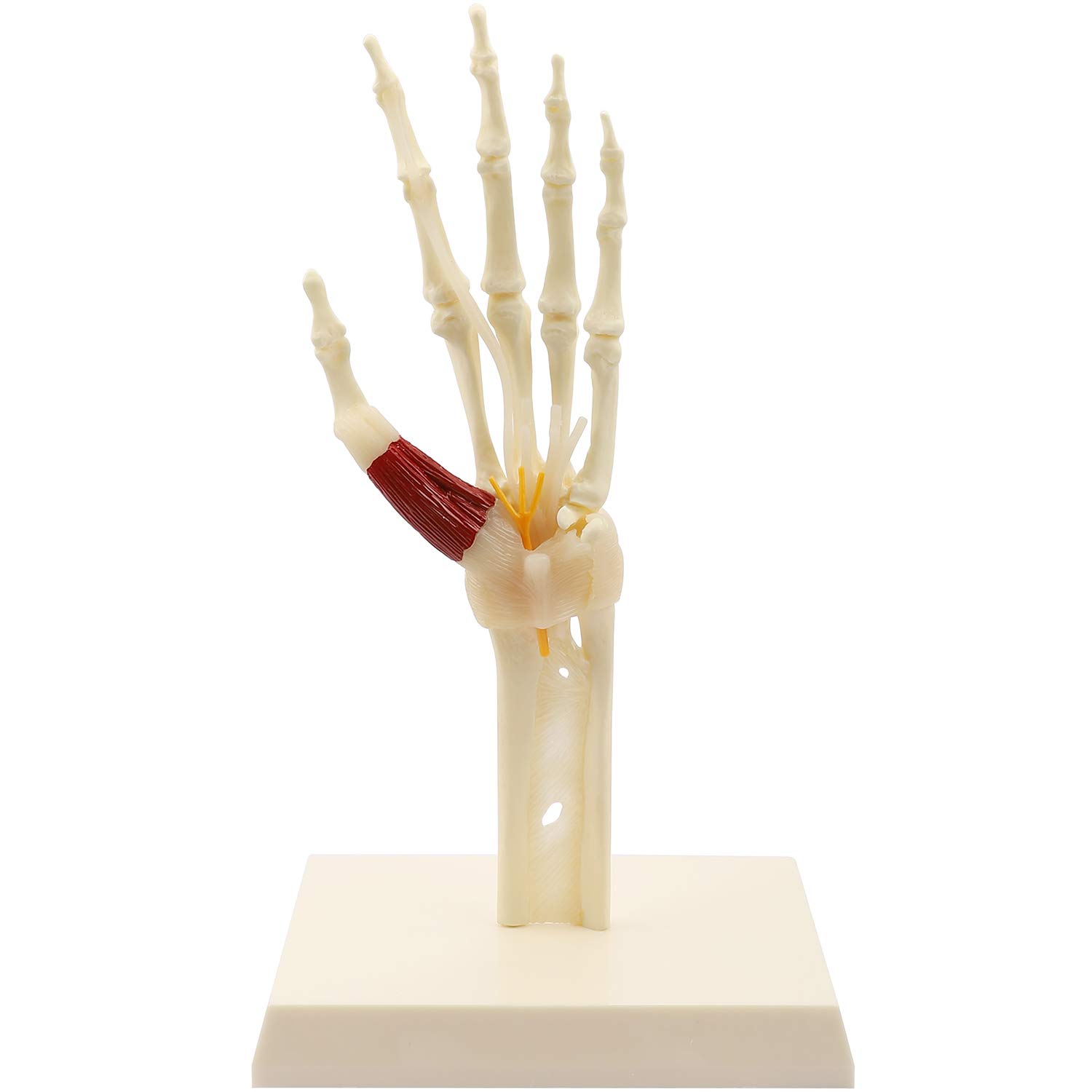 Buy Human Hand Skeleton Model for Anatomy Life Size Hand Model with ...