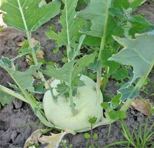 VibeX Seeds of Vegetable Kohl Rabi,Knol Khol-250 Seeds : Amazon.in ...