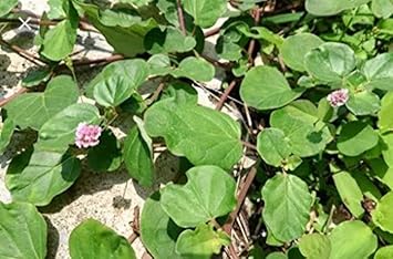 Mukirattai Plant | Mookirattai Live Plant | Punarnava | Boerhavia ...