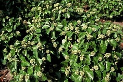 Hedera helix 'Arbori Compact' Liter 7.5 30-40 cm : Amazon.de: Garten