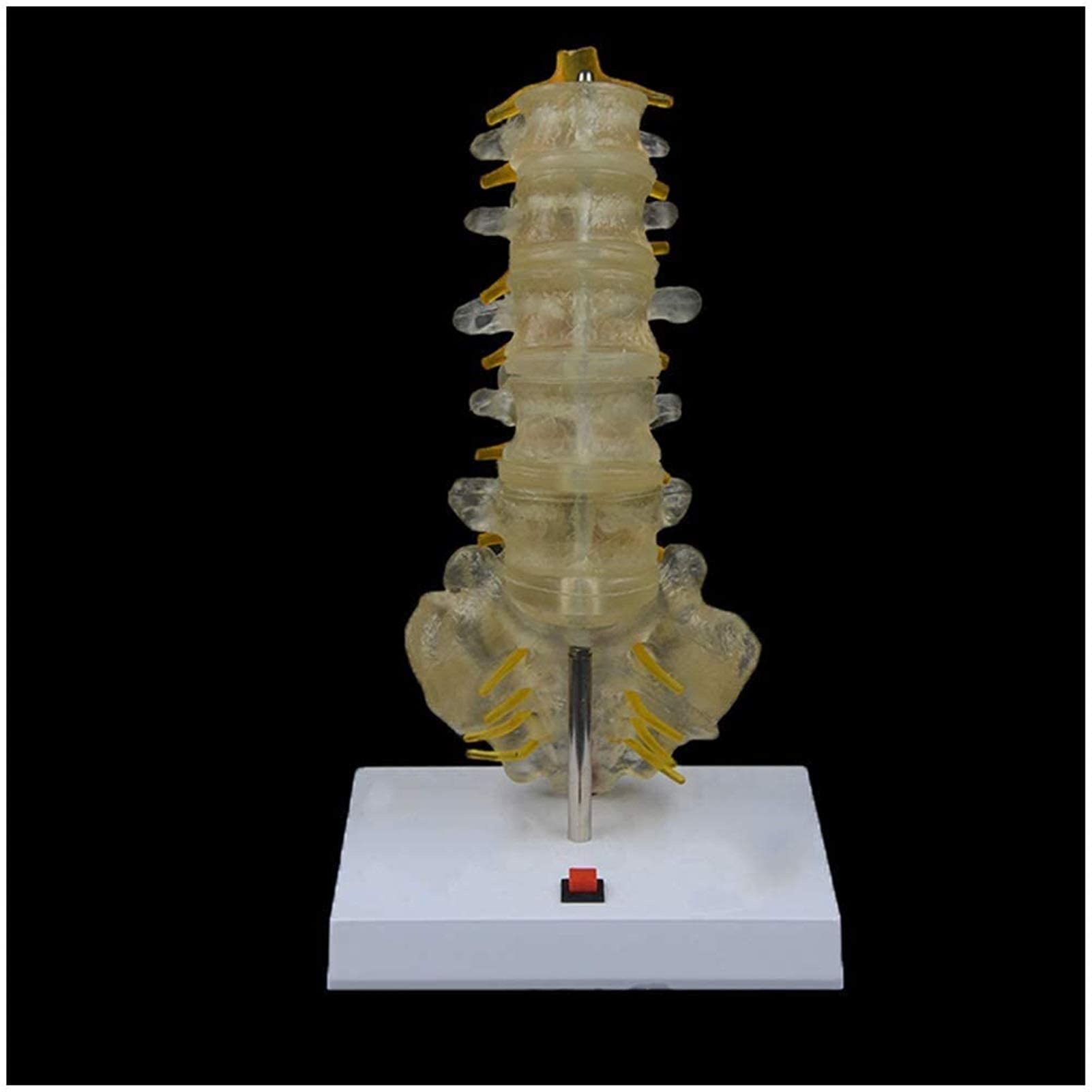 Buy Anatomy Model, Human Anatomy Lumbar Spine Model - LED Tail Spine ...