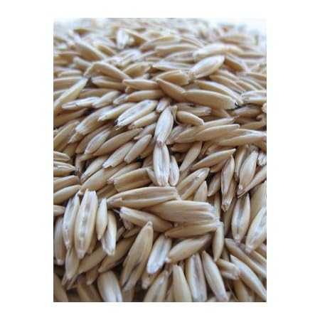 Amazon.com : HeirloomSupplySuccess 400 Heirloom Cayuse Oats Seeds ...