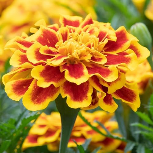 Carbeth Plants - Marigold French Durango Bee Plants - 12 Pack - 2 Trays ...