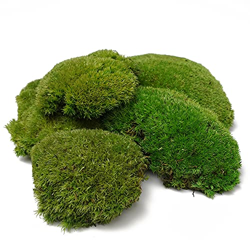 Kunstmoos Kaufen – Die 15 besten Produkte im Vergleich - Hausbauberater ...