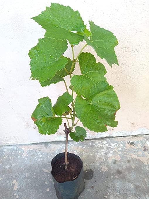 Greenursery Grape Live Fruit Plant with Black Plastic Pot. (Airen Grape ...