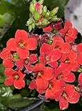 Flaming Katy Guide: How to Grow &Care for “Kalanchoe Blossfeldiana”