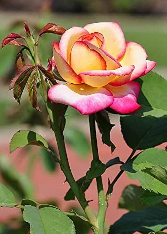 Organic Multi Colour Rose Tree Plant original (1 live plant) Hybrid ...