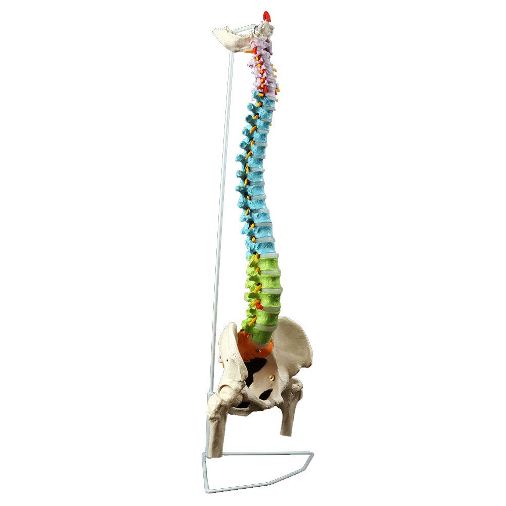 Buy ANATOMY Spine Model Flexible Vertebral Column Life Size Model ...