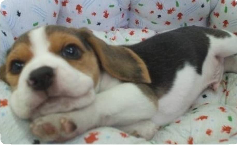 Vivaldis Asbrip | Antibacterial & Antiviral Pet Cough Syrup for Dry ...