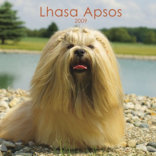 Amazon.com: Lhasa Apsos 2009 Square Wall Calendar: 9781421637310: Video ...