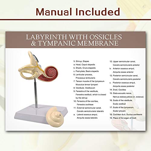 Snapklik.com : Inner Ear Model Labyrinth Model 2 Part 8X Cochlea ...