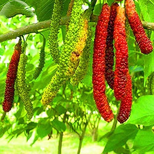 Live Mulberry/Long Shahtoot Sweet Tasty Fruit Plant For Outdoor Garden ...