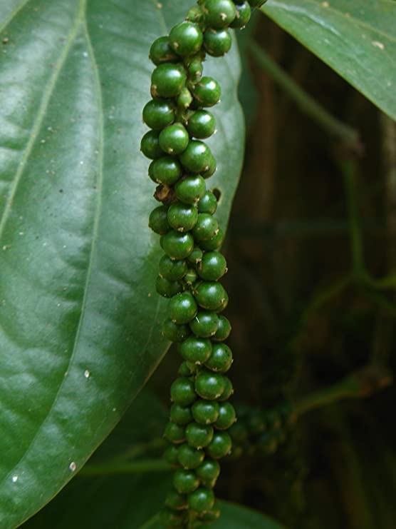 MINATIGREENHOUSE Live Black Pepper Kala Mirch Marich Gol Morich Plant ...