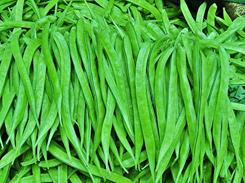 GORU CHIKKUDU/KOTHAVARANGA/GORI KAYI SEEDS PACK OF 50 SEEDS : Amazon.in ...