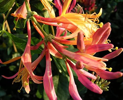 Honeysuckle Lonicera x heckrottii 'Gold Flame' 'American Beauty ...