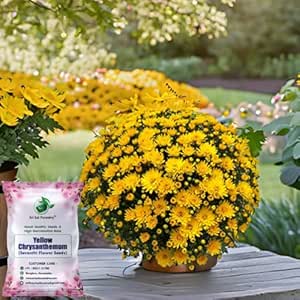 SRI SAI FORESTRY - Yellow Chrysanthemum Flower Seeds, Sevanti, Shevanti ...