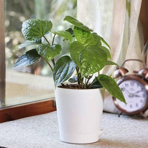 Cloud Farm Betel Leaf/Banarasi Maghai Paan Rare Healthy Live Plant ...