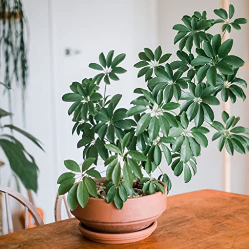 Buy Creative Farmer Variegated Schefflera (Schefflera Arboricola) Indoor Plant For Healthy Live ...
