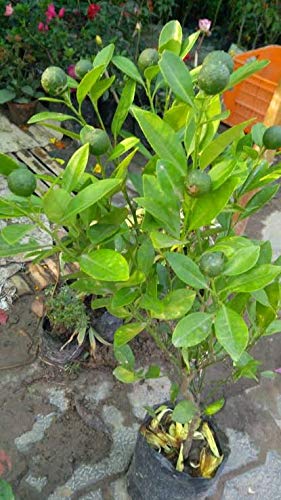 MVKR Live Narangi Plant Fruit Tree - narangi ka podha : Amazon.in ...