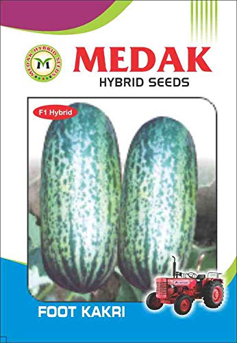 MEDAK® SEEDS Foot Kakri Seeds KHAKHRI SEED GMO FREE (100+ Seeds ...